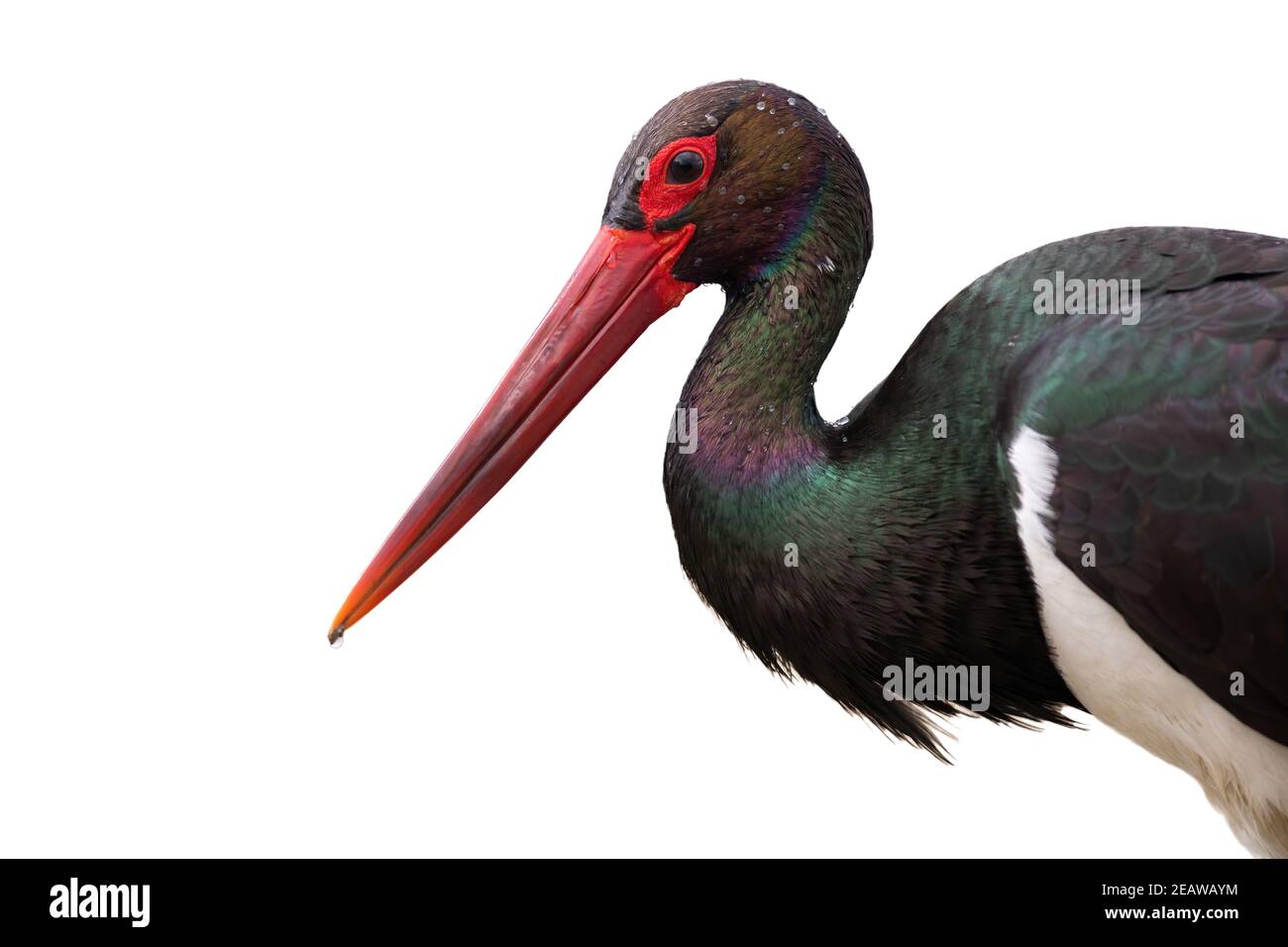 Close up of black stork looking into camera isolated on white ...