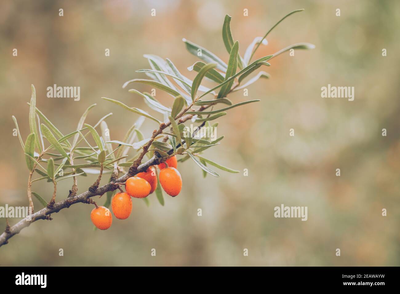 Sea buckthorn growing on tree in autumn nature Stock Photo - Alamy