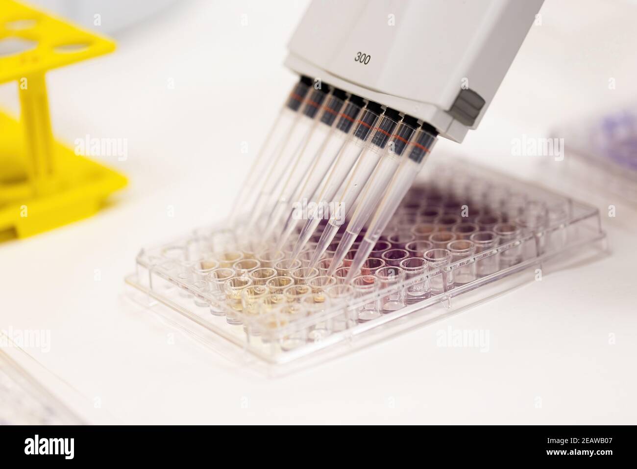 Multichannel pipette applying colorful liquid into test tubes inside ...