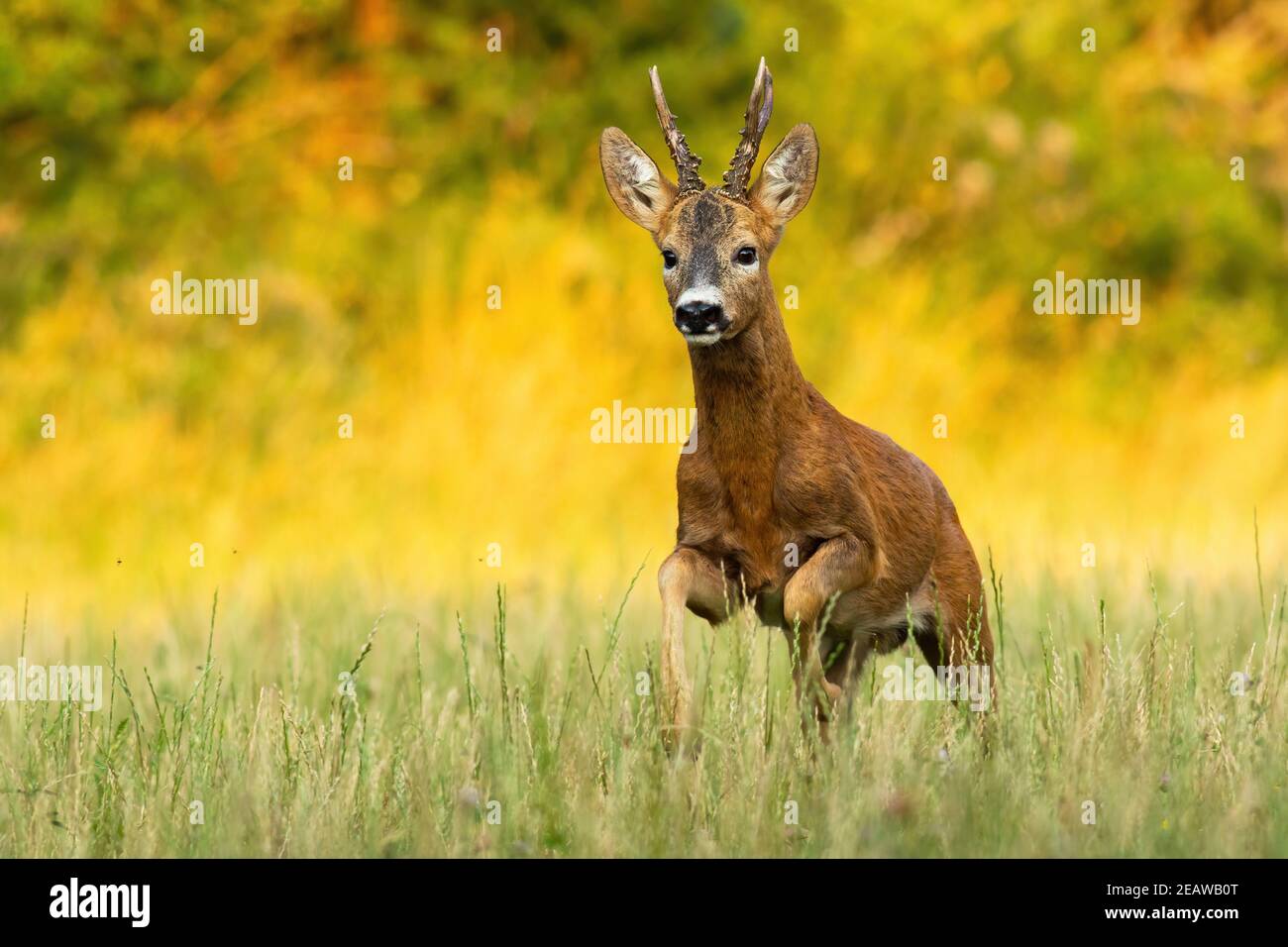 Roe deer buck running on a meadow sunlit by evening light in summer ...