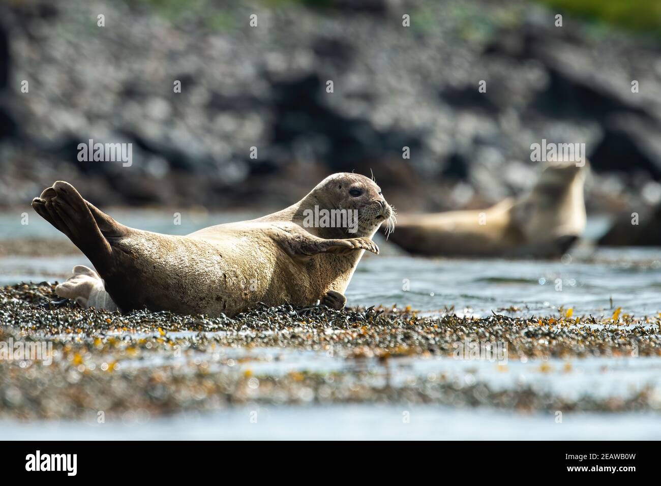 Common seal waving with the fin on a shore in summer nature Stock Photo ...