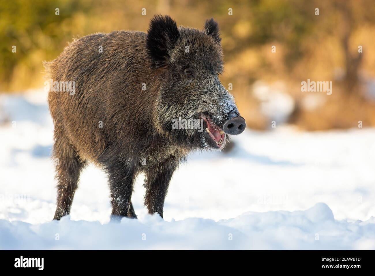 Wild boar sus scrofa boar with open mouth hi-res stock photography and ...
