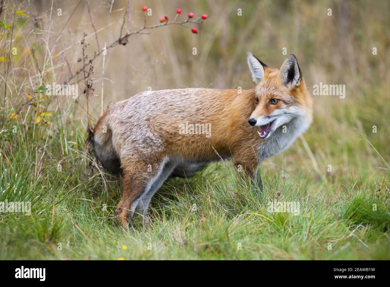 Red fox looking back behing the shoulder on grass in autumn Stock Photo ...