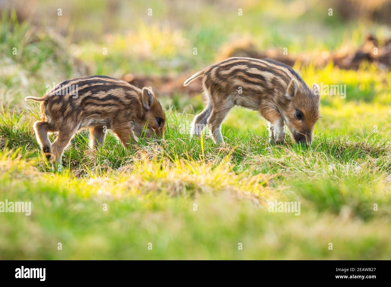 Little wild boar piglets grazing on grassland in springtime Stock Photo ...
