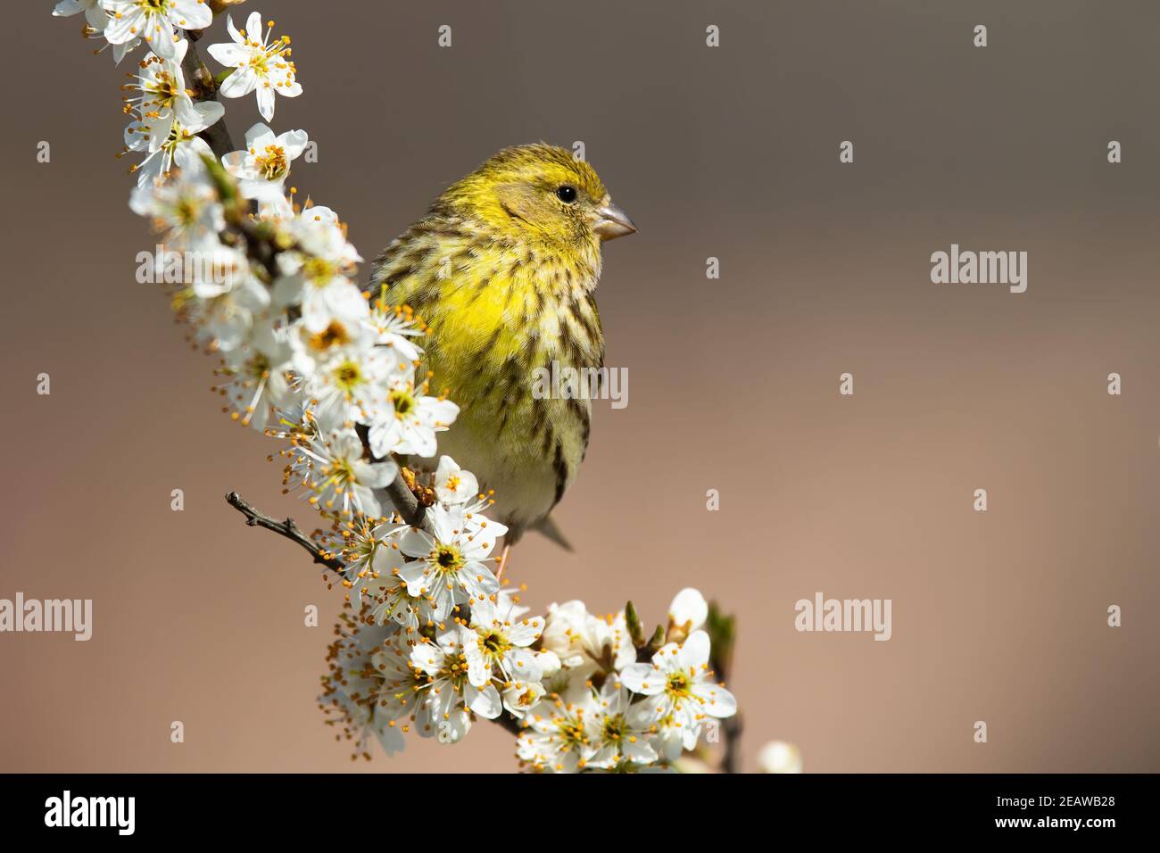 Female european serin sitting on a cherry twig in blossom in springtime ...