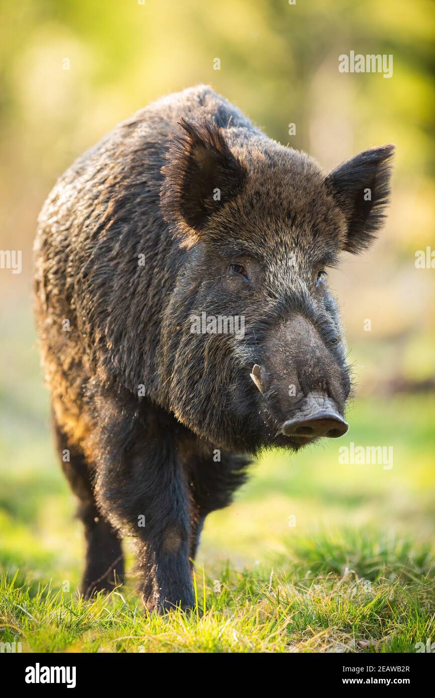 Wild boar male moving forward on meadow in springtime nature Stock ...