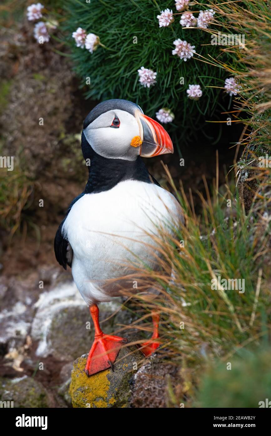 Cute atlantic puffin standing on cliff with flowers Stock Photo - Alamy