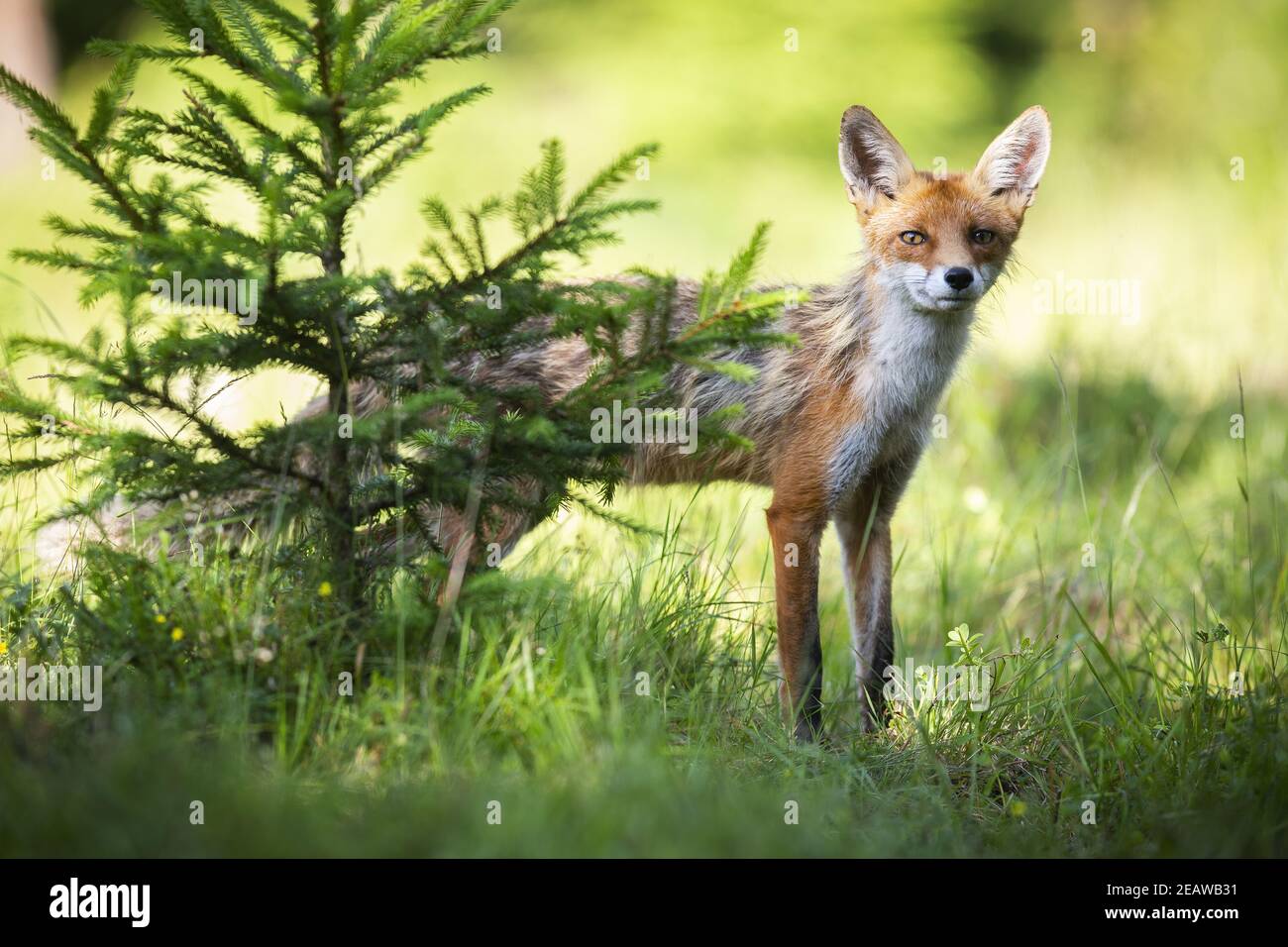 Skinny red fox peeking out behind the conifer tree in sunlight Stock ...