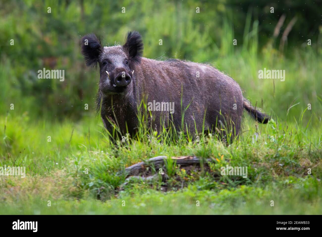 Boar with tusks hi-res stock photography and images - Alamy