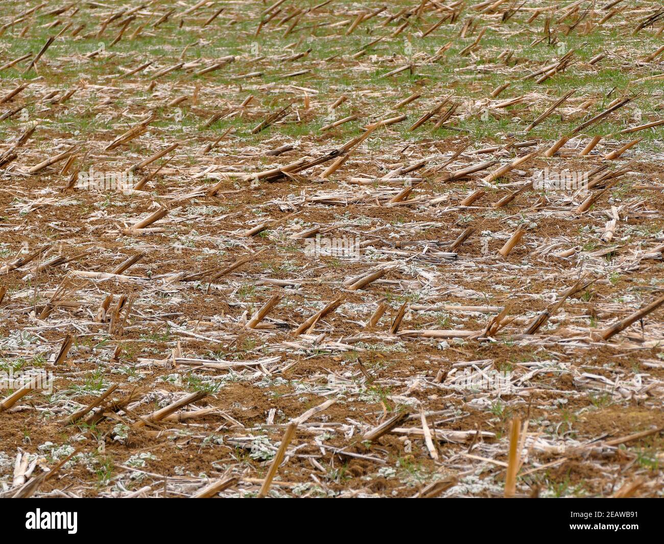 Frozen corn field hi-res stock photography and images - Alamy