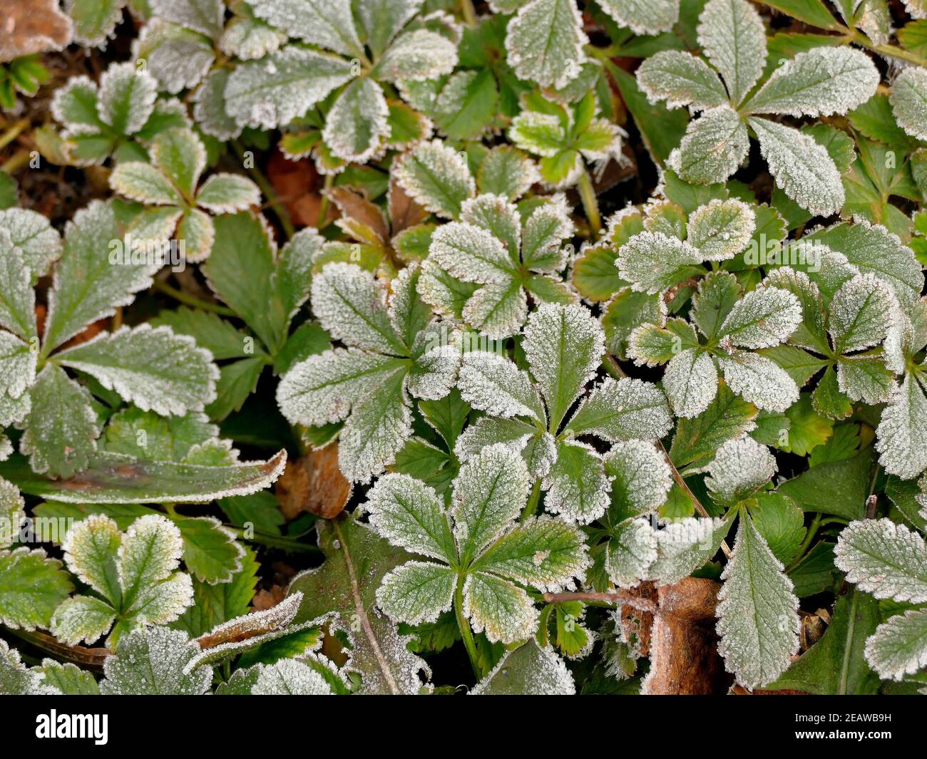 Garden in the hoarfrost hi-res stock photography and images - Alamy