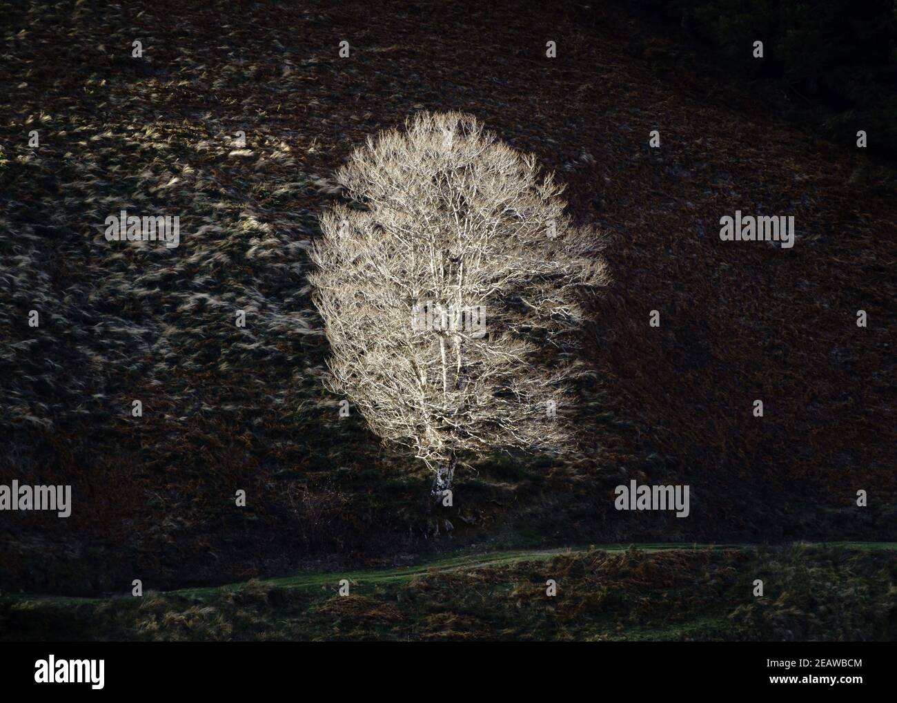 Single birch tree in winter hi-res stock photography and images - Alamy