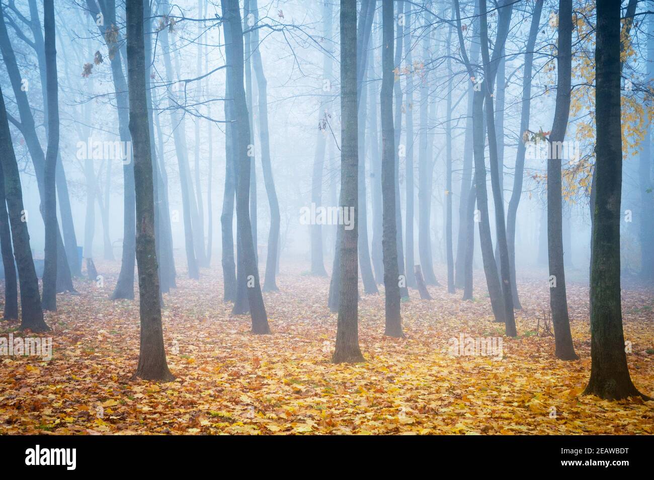 Ground fog texture background hi-res stock photography and images - Alamy
