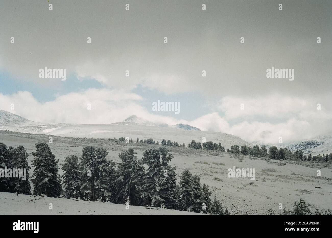 Altai trees up hi-res stock photography and images - Alamy