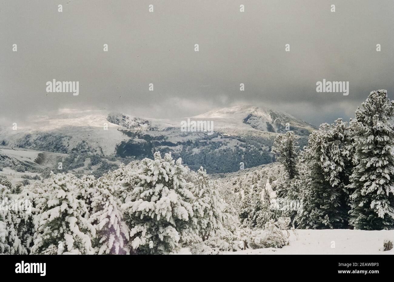 Winter Altai, mountains and forests in the snow. Winter came to Altai ...