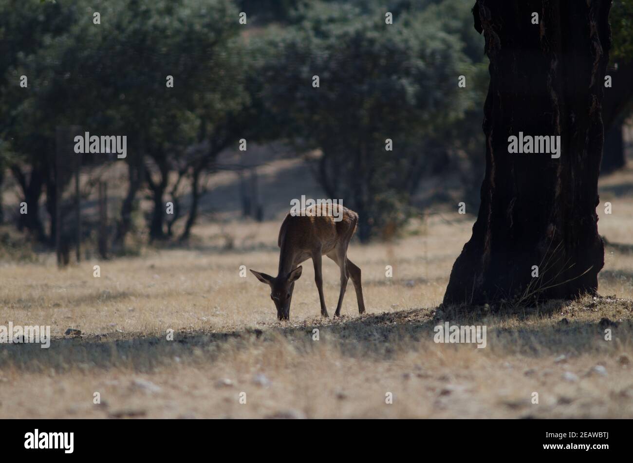 Spanish red deer Cervus elaphus hispanicus Stock Photo - Alamy