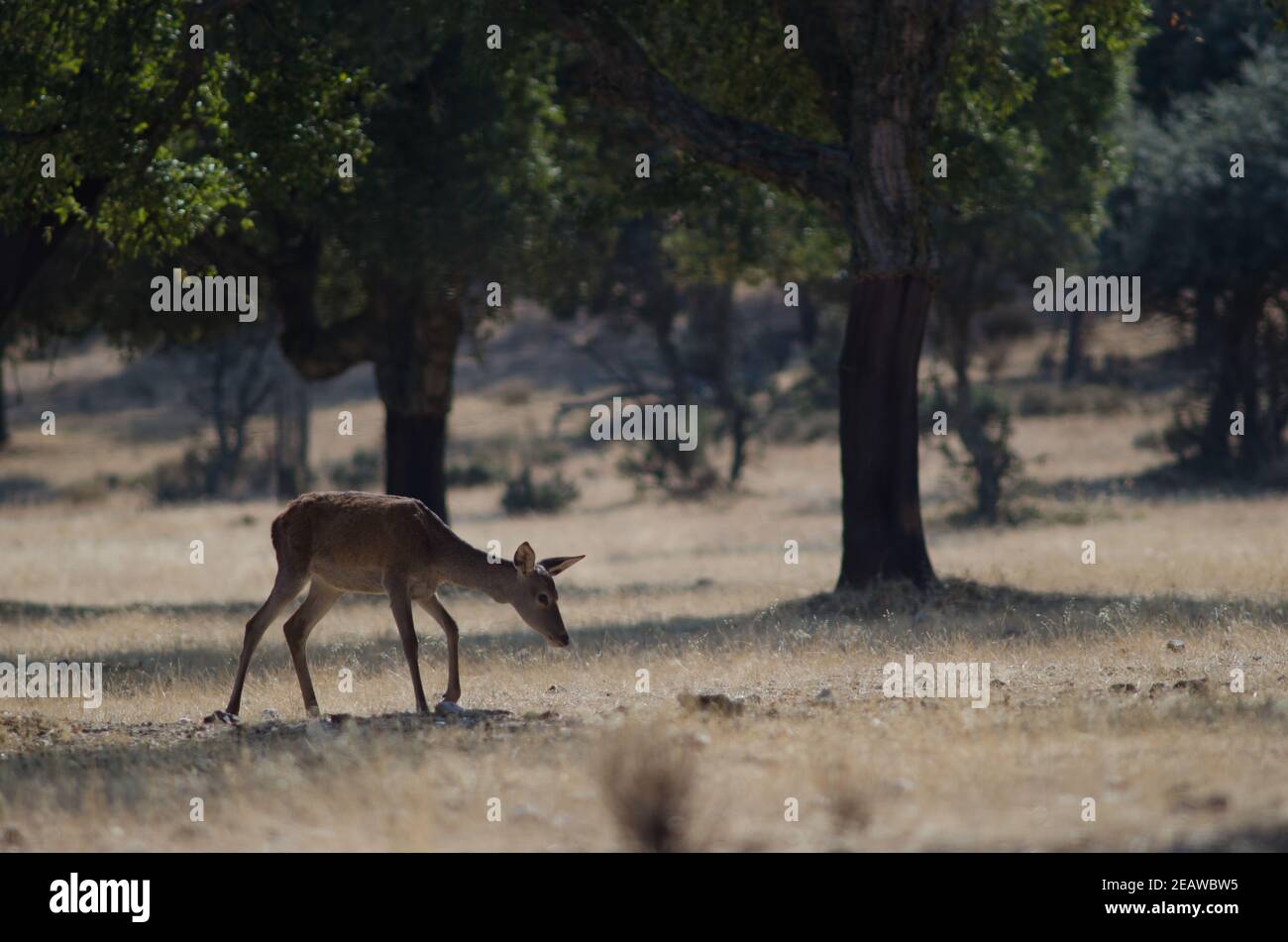 Iberian red deer Cervus elaphus hispanicus Stock Photo - Alamy