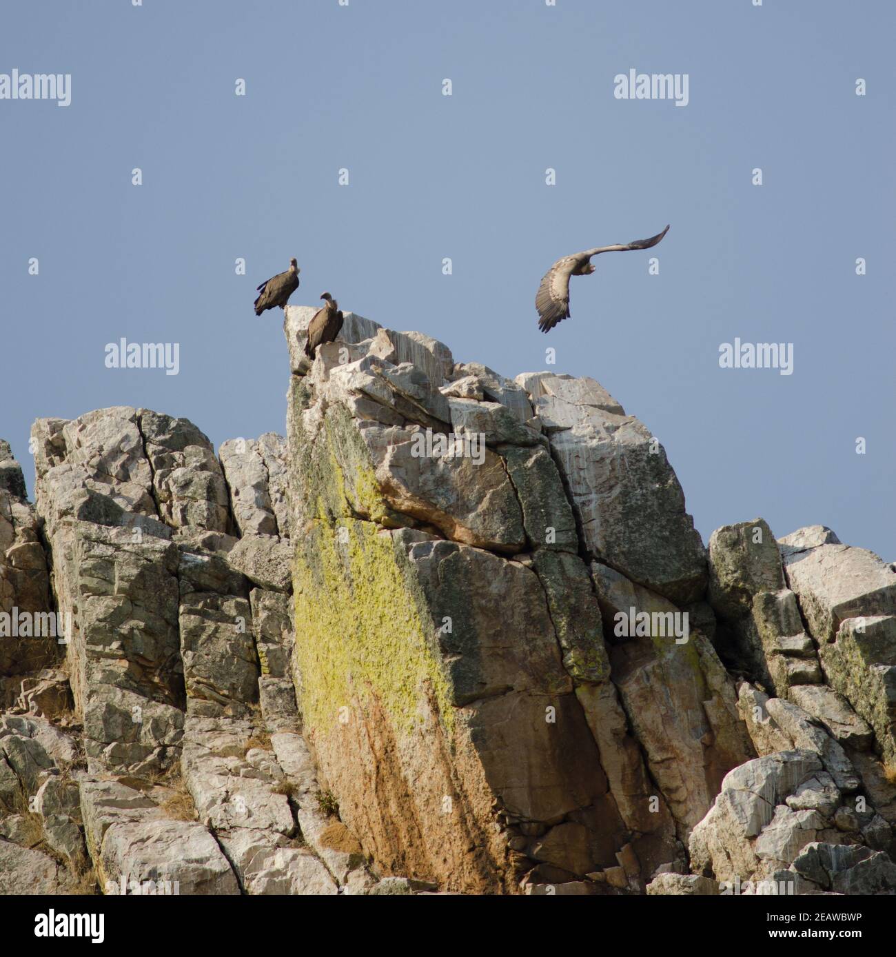 Birds flying off cliff hi-res stock photography and images - Alamy