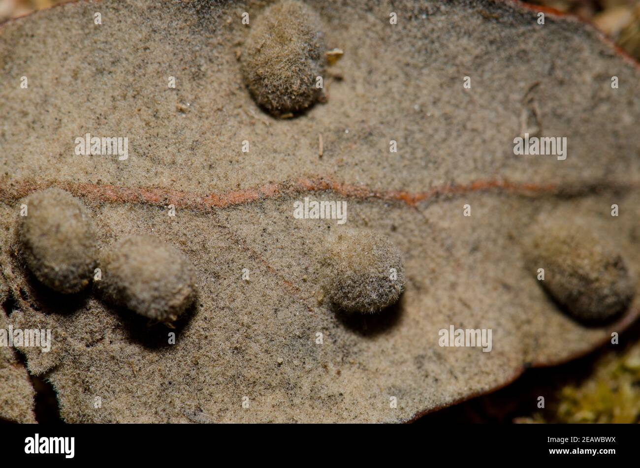 Galls in a fallen leaf of Evergreen oak Quercus ilex Stock Photo - Alamy