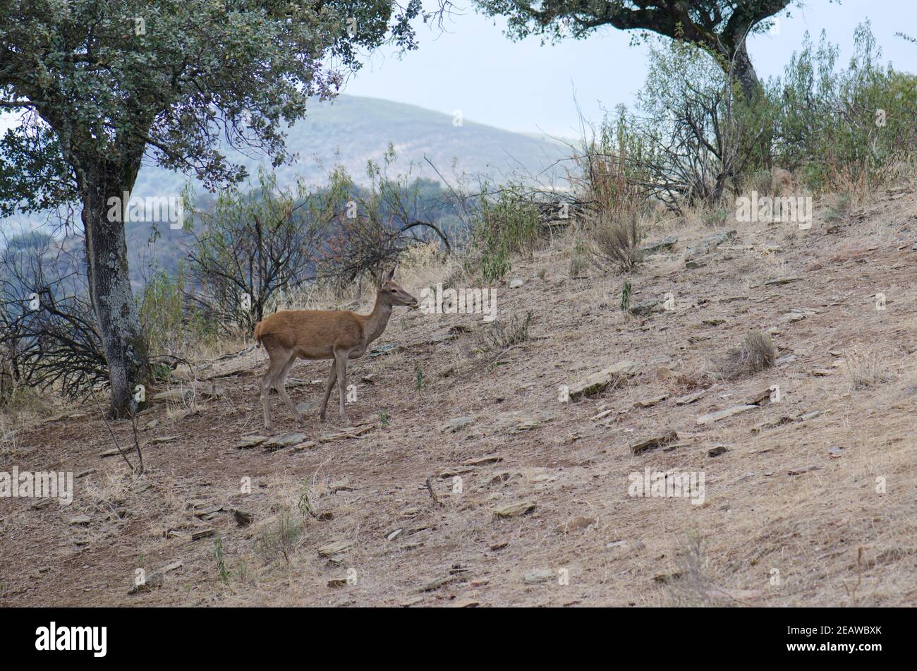 Spanish red deer Stock Photo - Alamy
