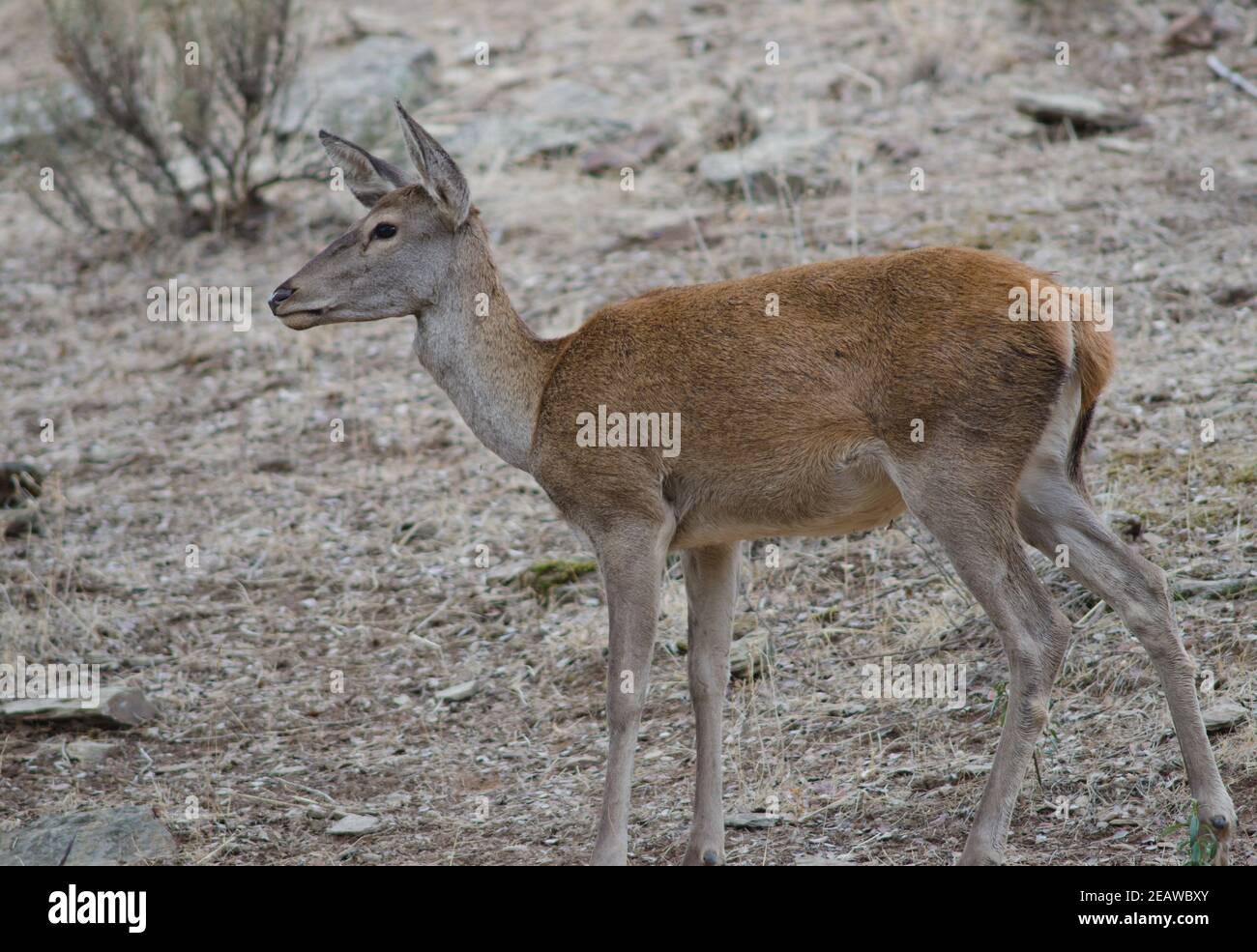 Spanish red deer Stock Photo - Alamy
