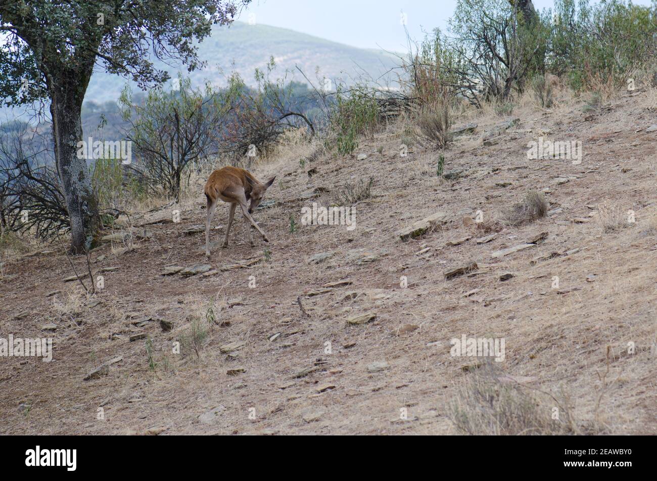 Spanish red deer Stock Photo - Alamy