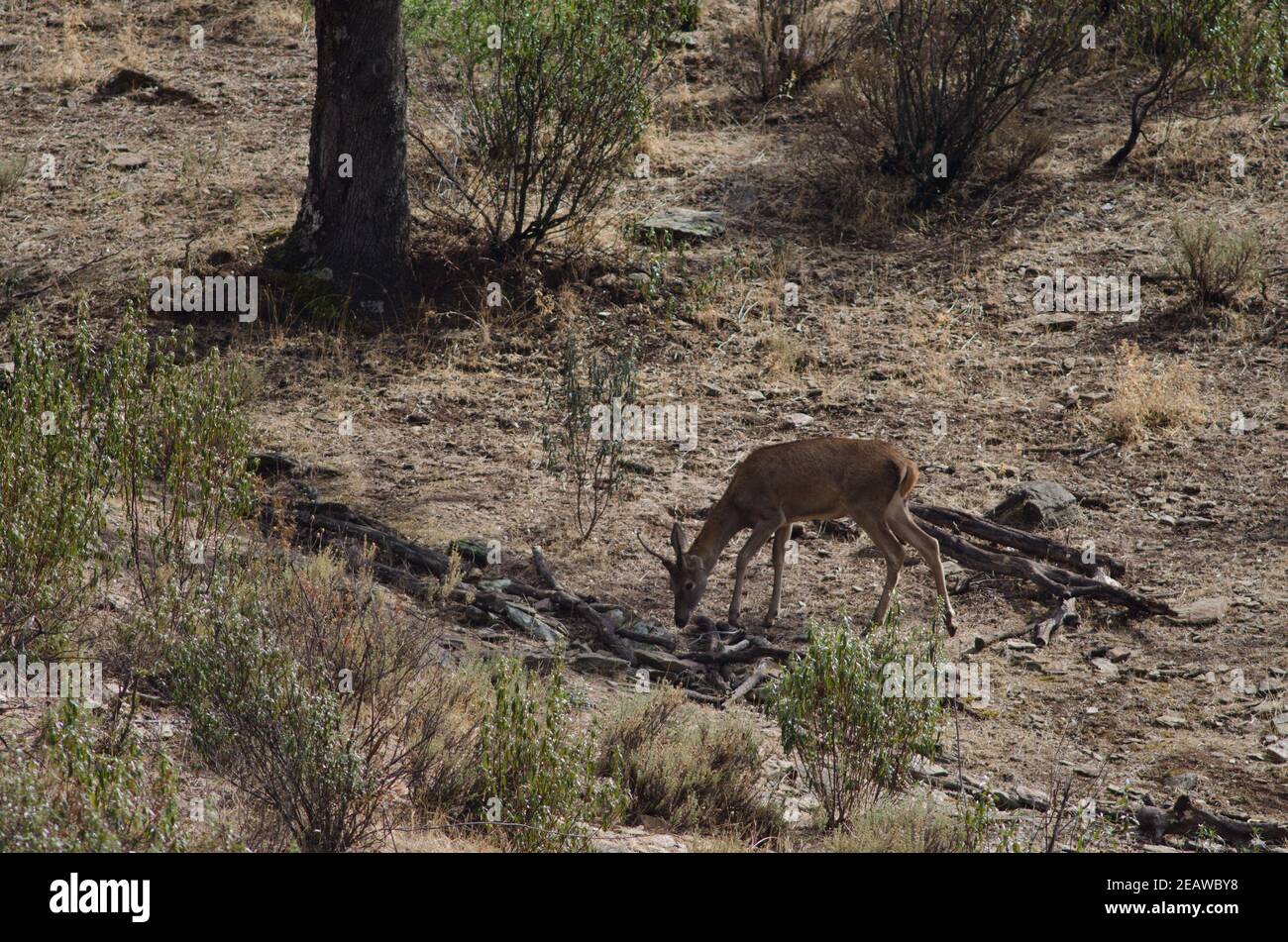 Spanish red deer Cervus elaphus hispanicus Stock Photo - Alamy