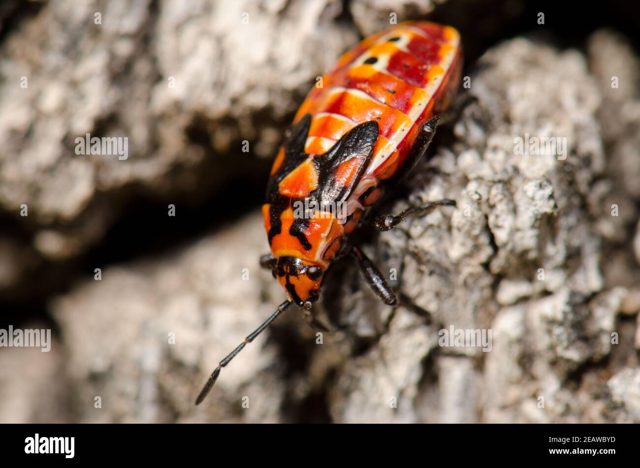 Aegyptius hi-res stock photography and images - Alamy