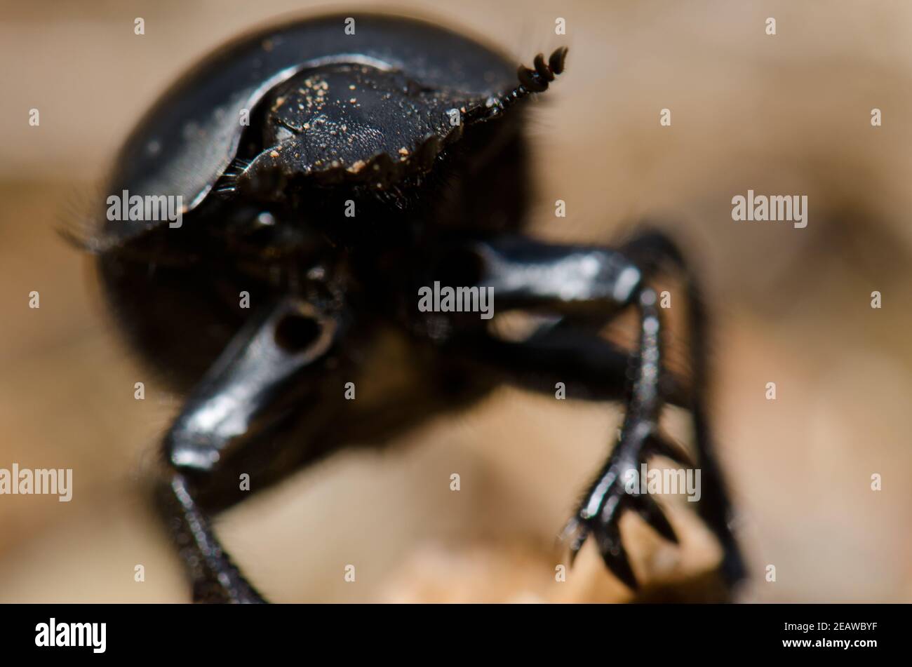 Earth-boring dung beetle Scarabaeus laticollis Stock Photo - Alamy