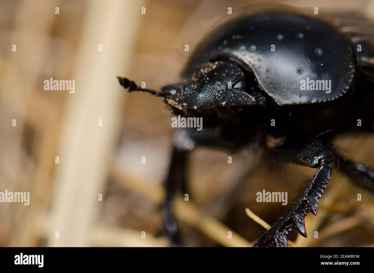 Earth Boring Dung Beetle High Resolution Stock Photography and Images ...