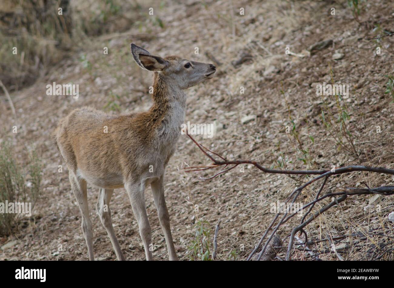 Spanish red deer Stock Photo - Alamy