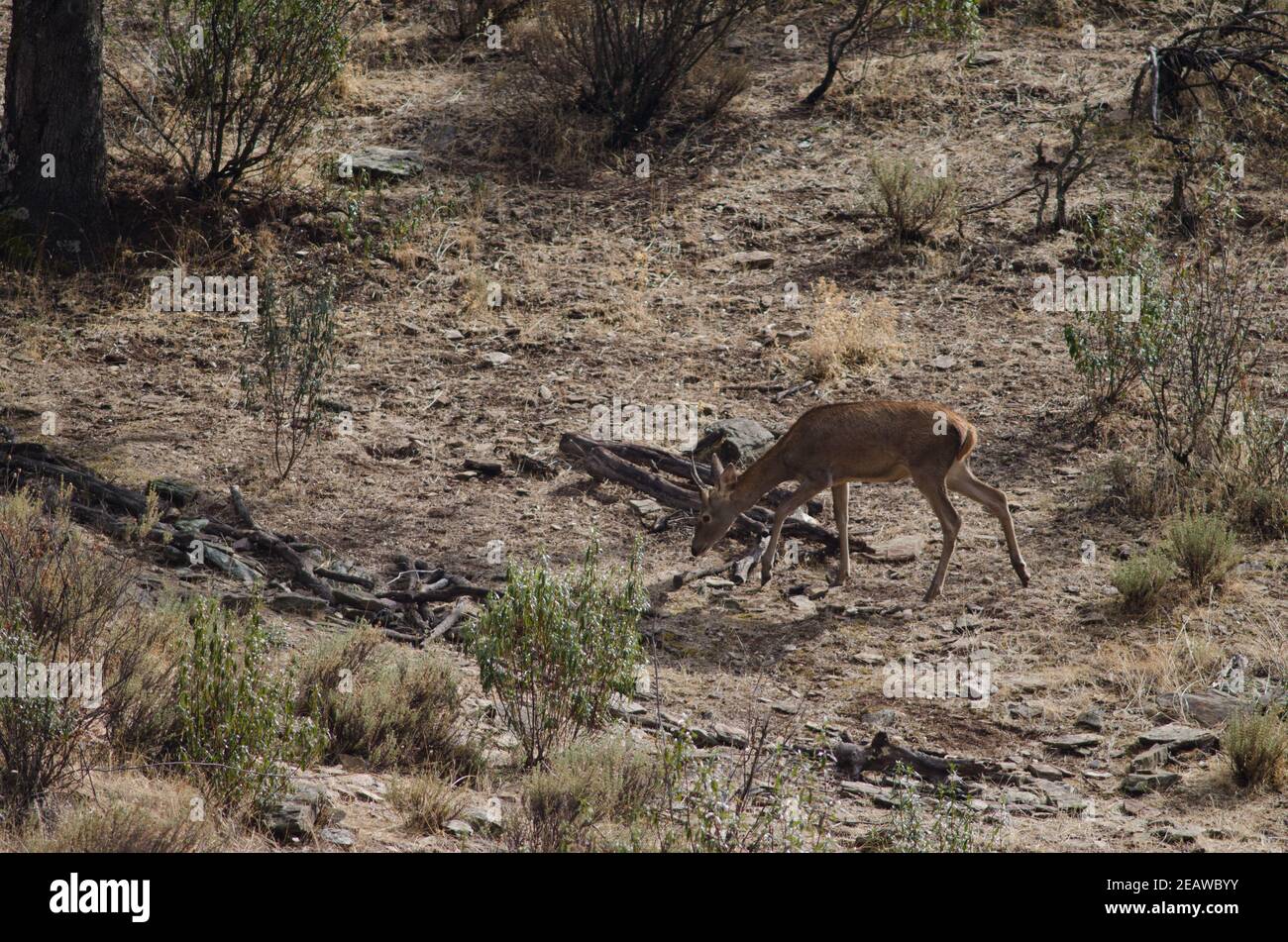 Spanish red deers hi-res stock photography and images - Alamy