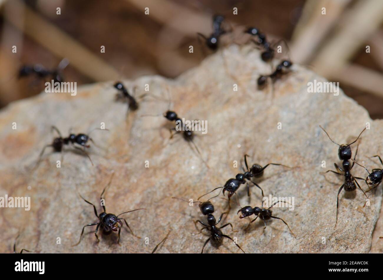 Colony of ants on a rock Stock Photo - Alamy