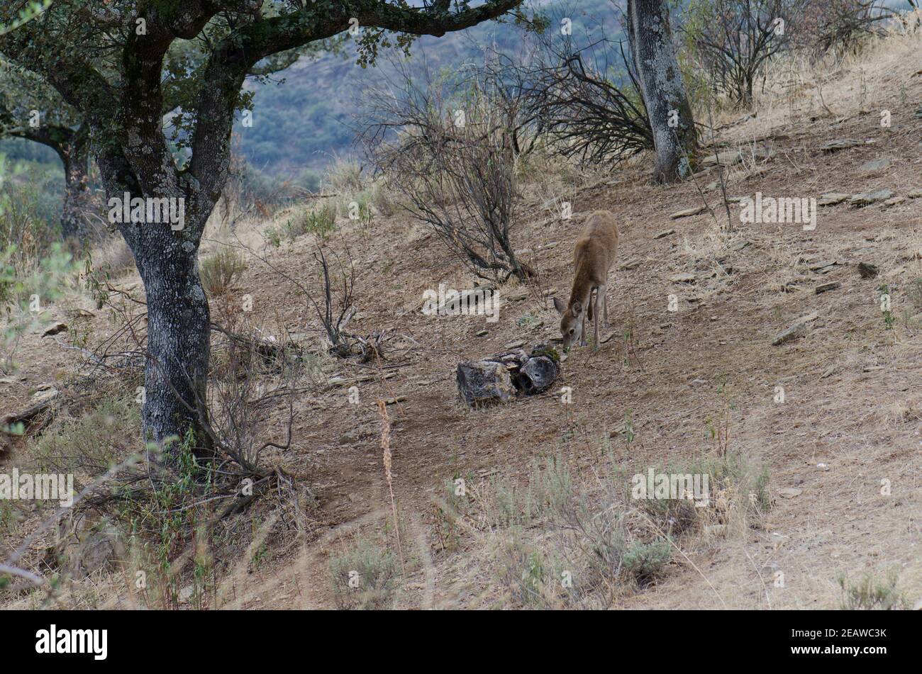 Spanish red deer Stock Photo - Alamy