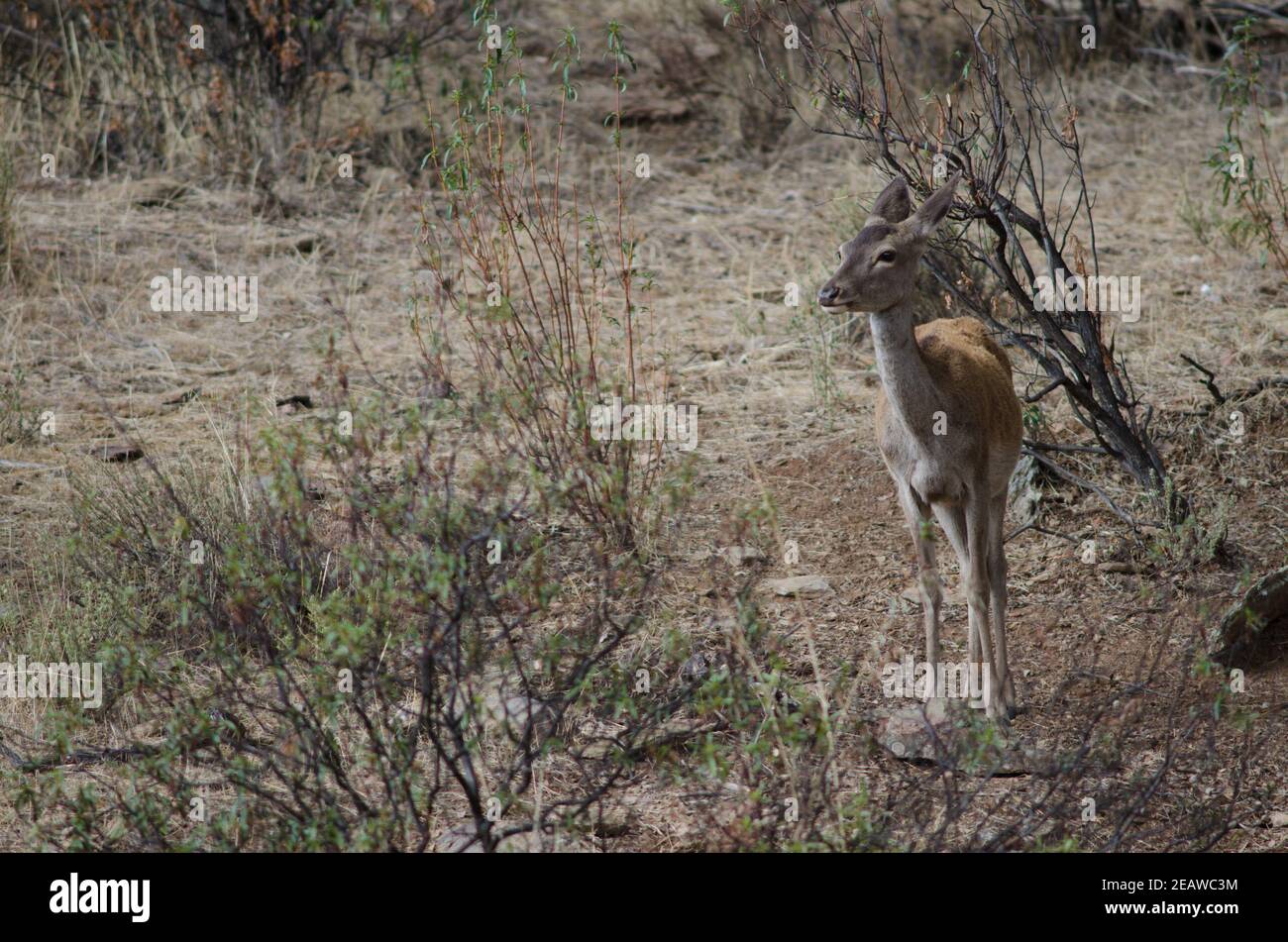 Ruminant deer hi-res stock photography and images - Alamy