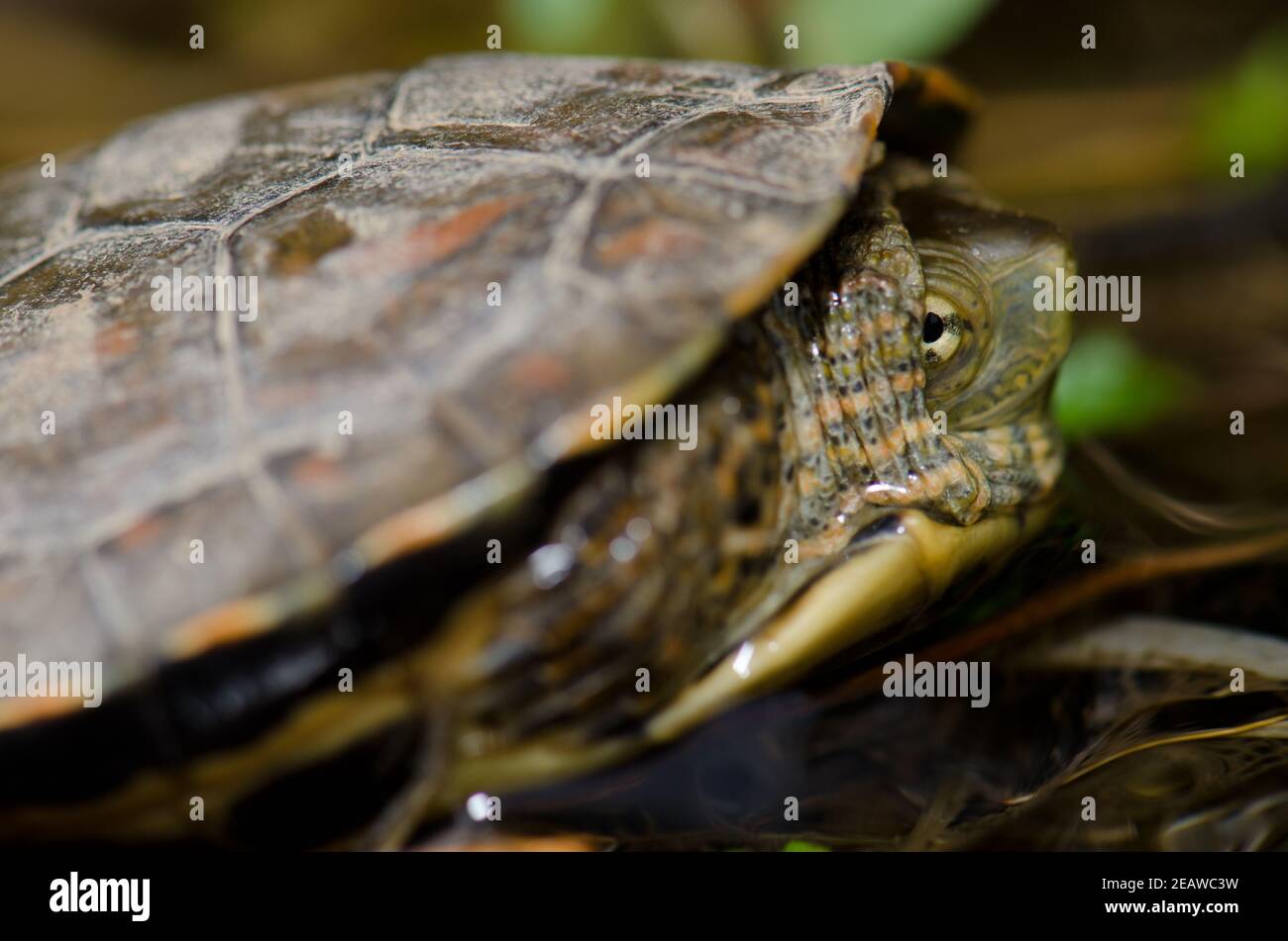Spanish pond turtle Mauremys leprosa Stock Photo - Alamy