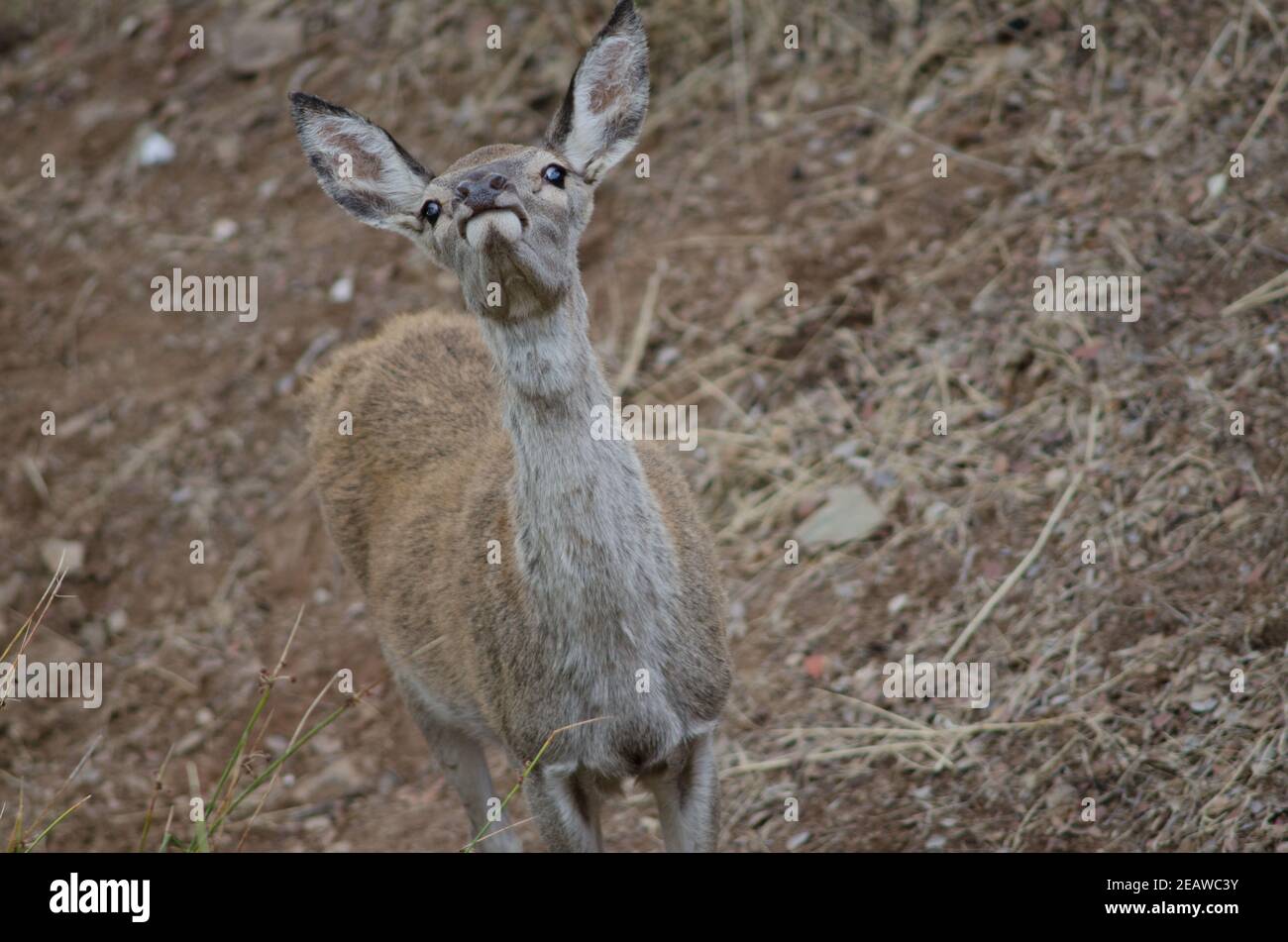 Spanish red deer Stock Photo - Alamy
