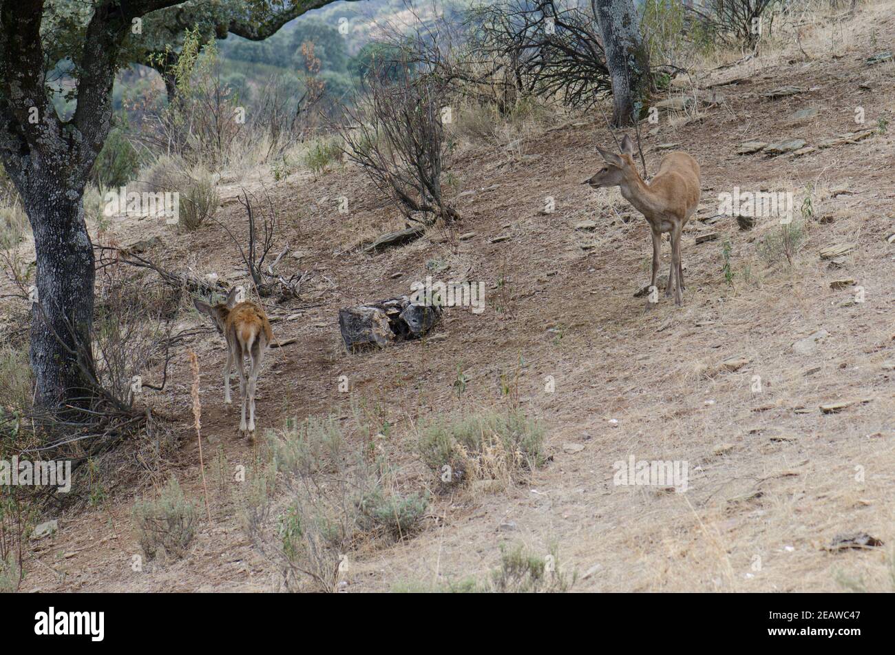 Fauna mammals vertebrates hi-res stock photography and images - Alamy