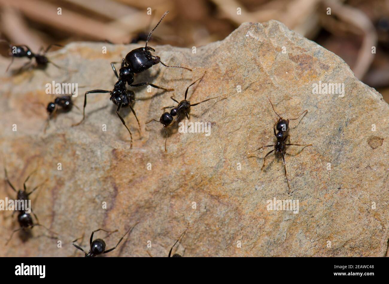 Soldier ant and worker ants Stock Photo - Alamy