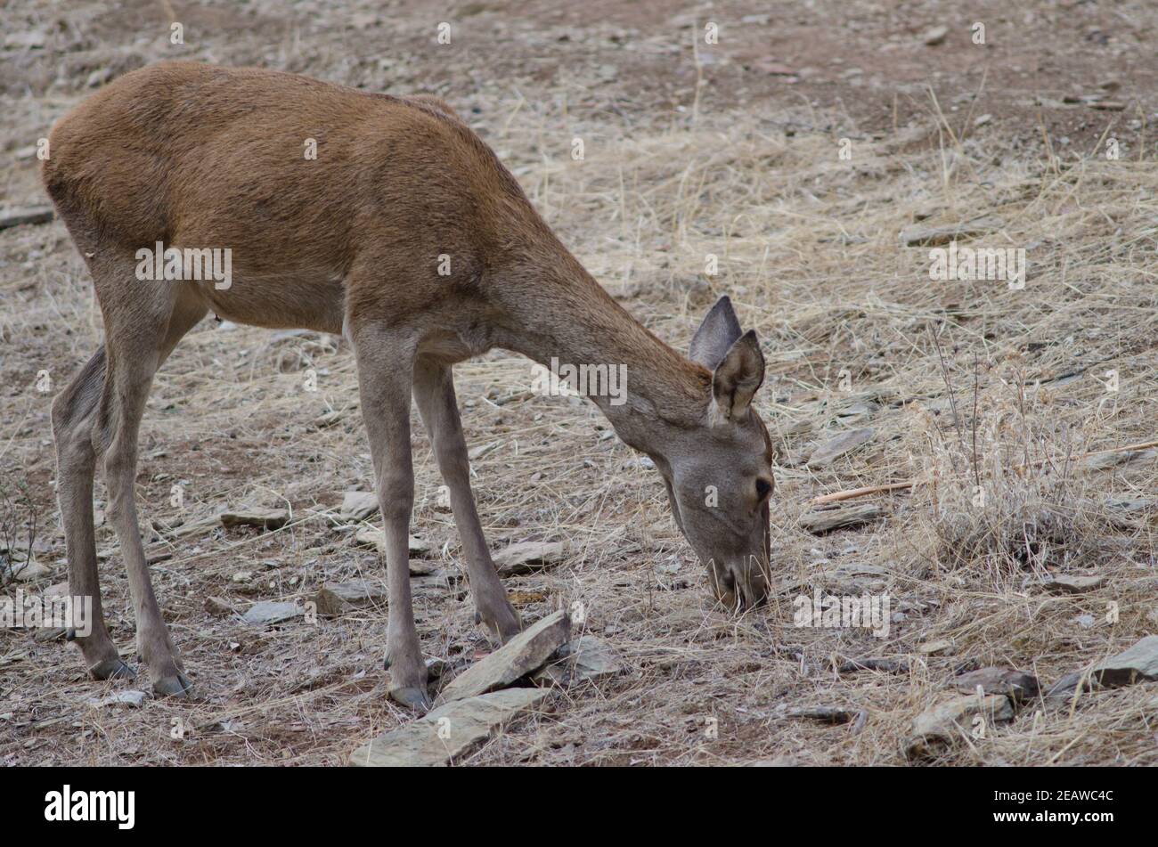 Spanish red deer Stock Photo - Alamy