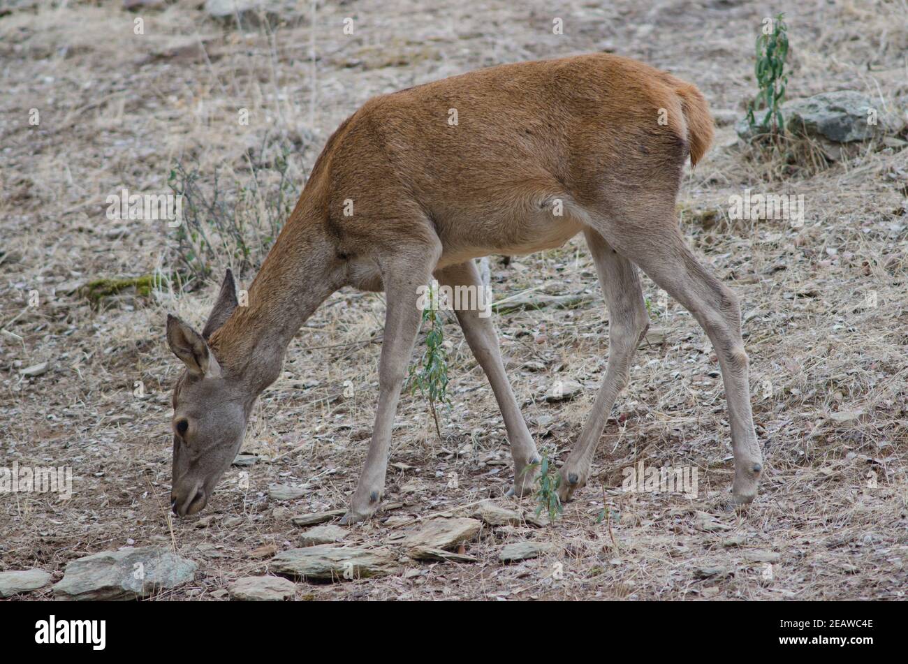 Spanish red deer Stock Photo - Alamy