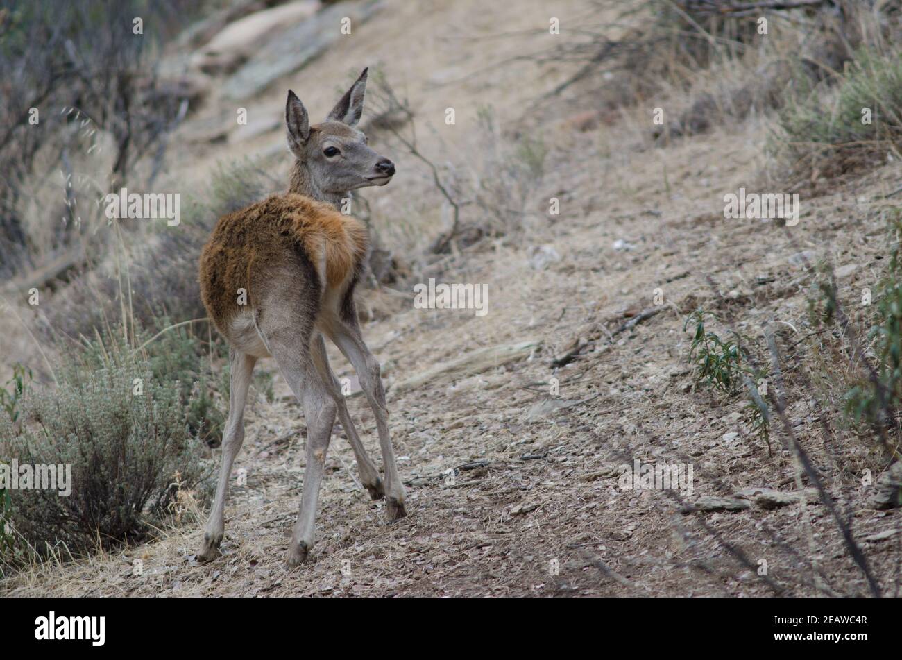 Spanish red deer Stock Photo - Alamy