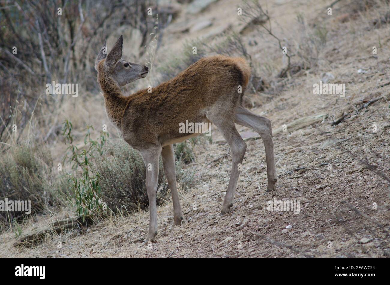 Spanish red deer Stock Photo - Alamy