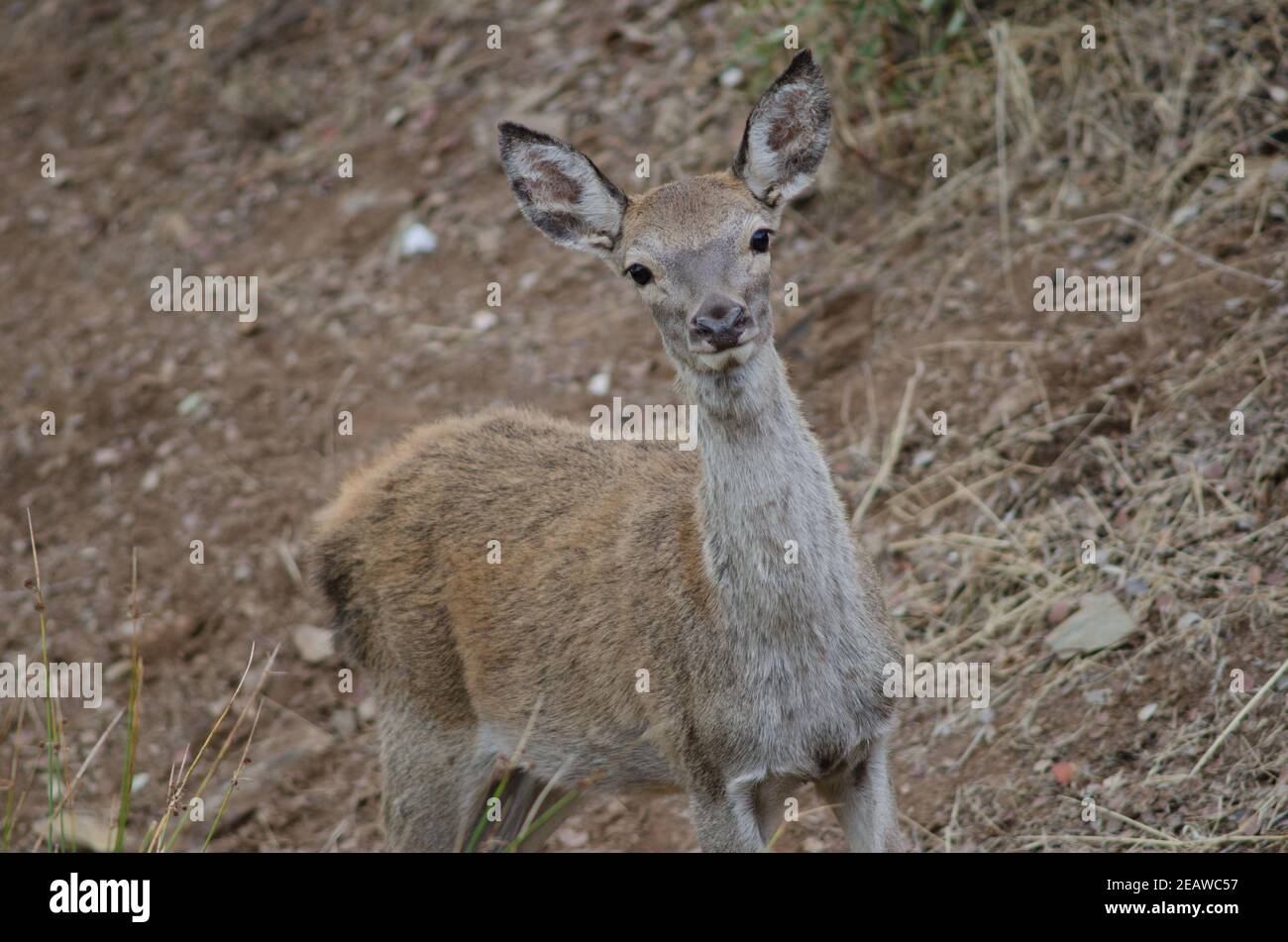 Spanish red deer Stock Photo - Alamy