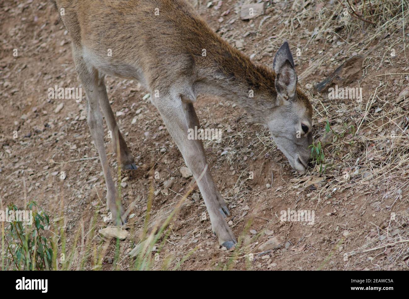 Spanish red deer Stock Photo - Alamy