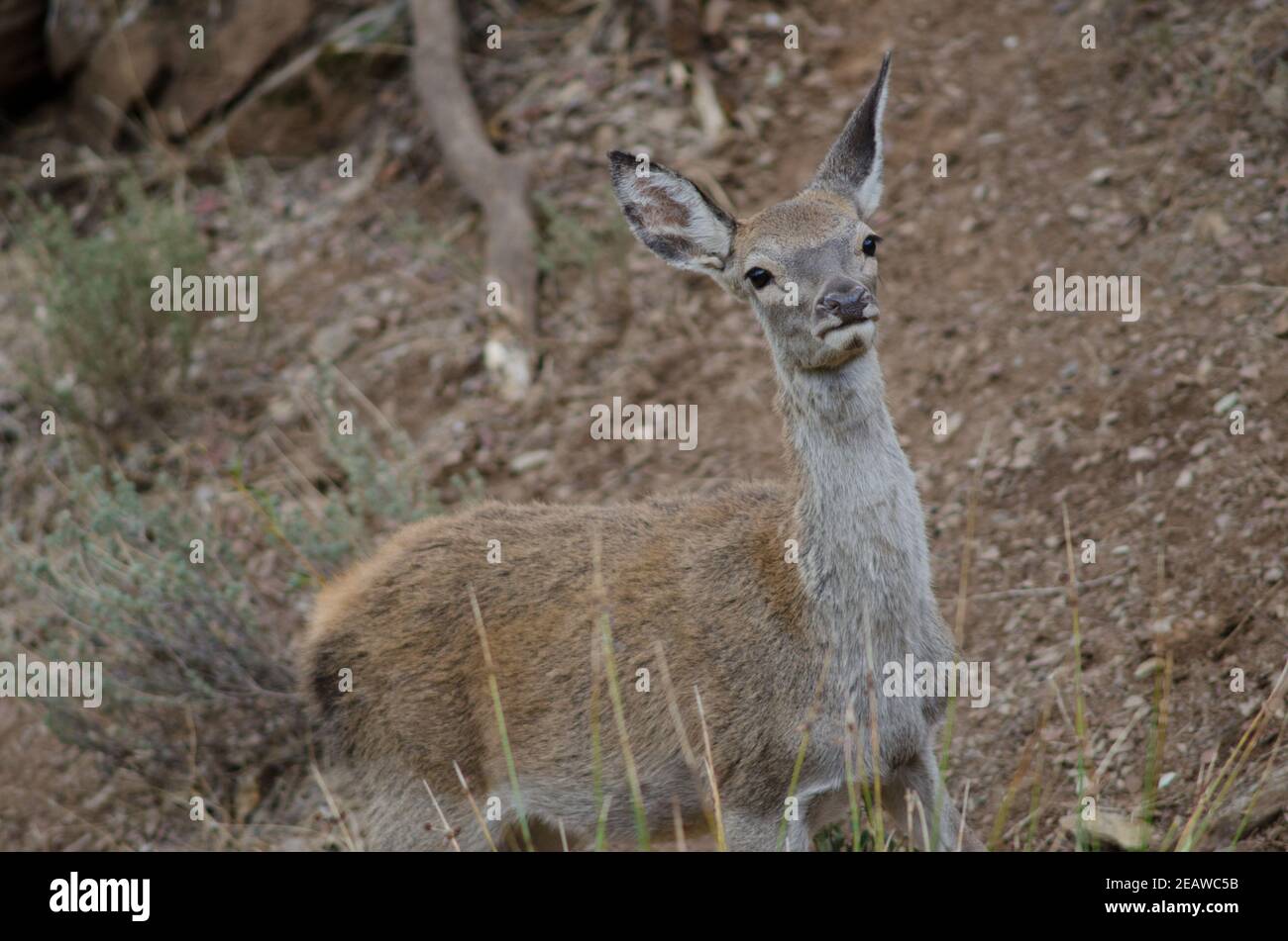 Spanish red deer Stock Photo - Alamy