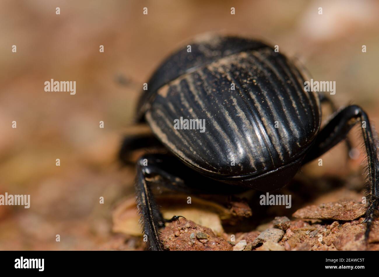 Earth-boring dung beetle Stock Photo - Alamy