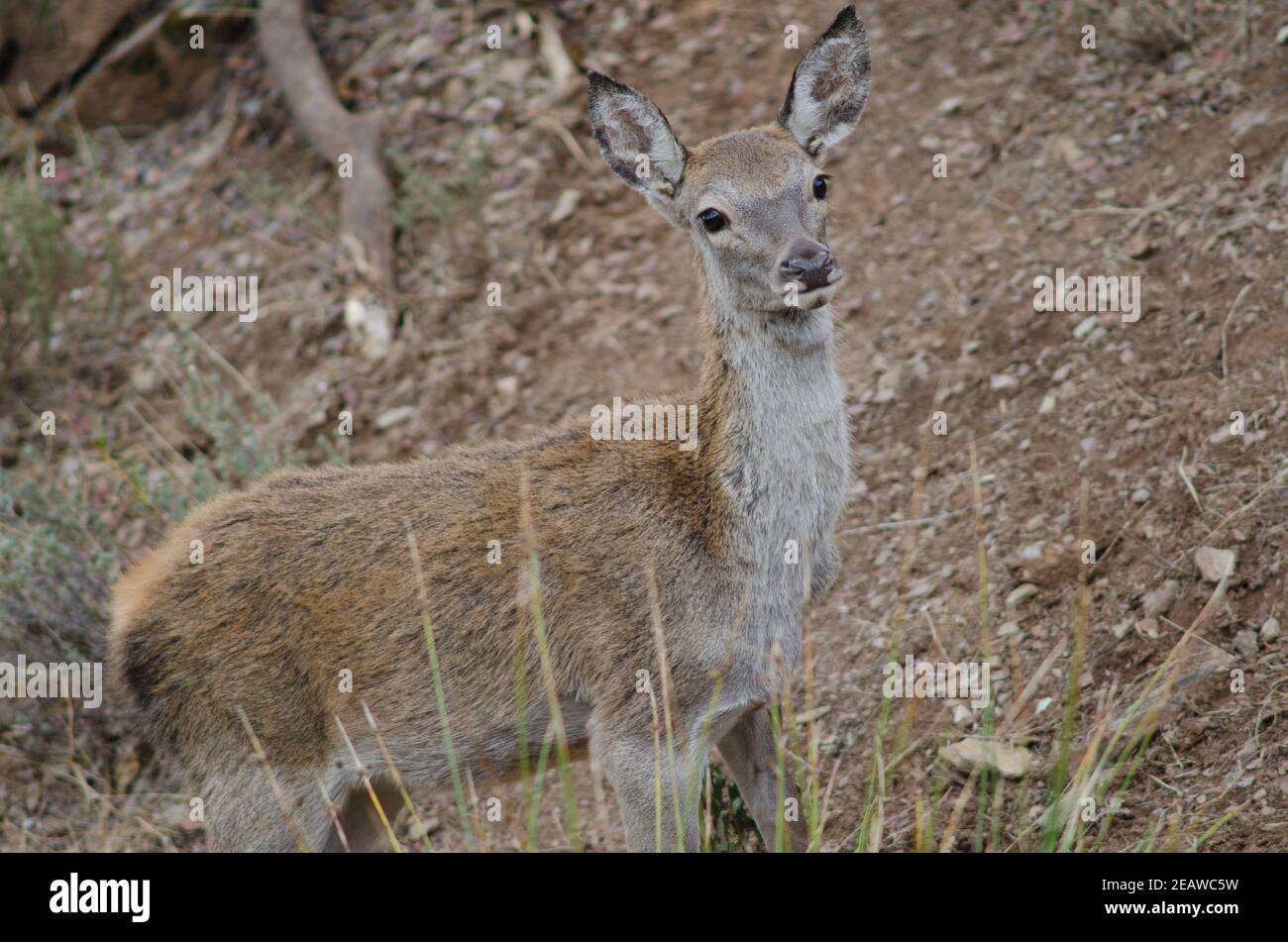 Spanish red deer Stock Photo - Alamy