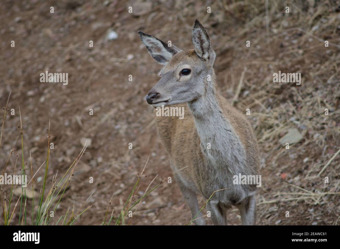 Spanish red deer Stock Photo - Alamy