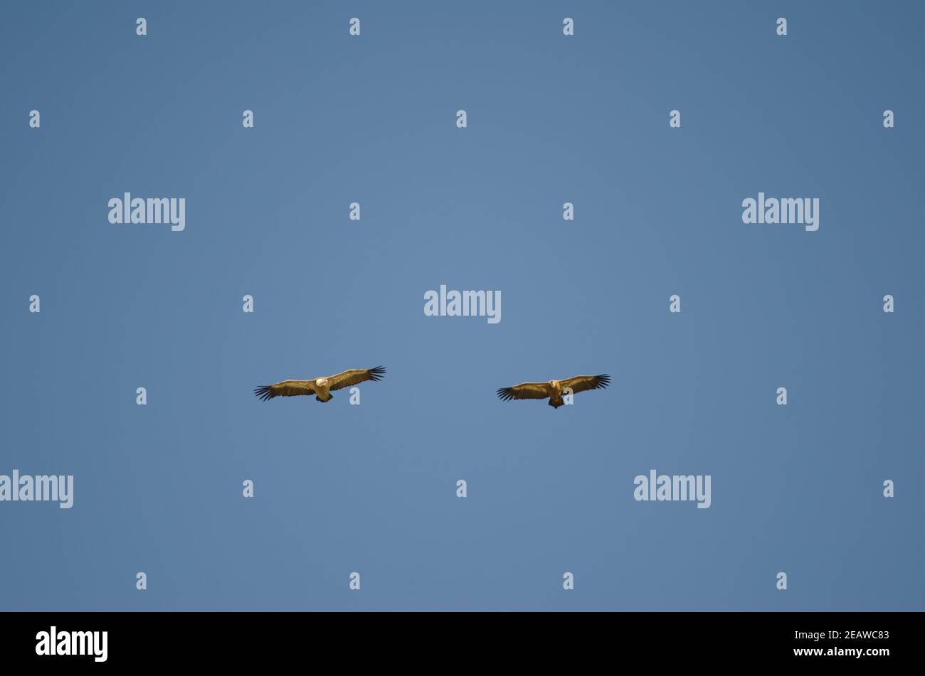 Flying and gliding animals hi-res stock photography and images - Alamy